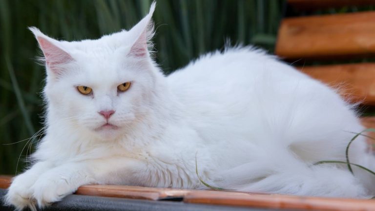 Ti presentiamo Kefir, il gatto più grande del mondo: pesa più di 13 ...